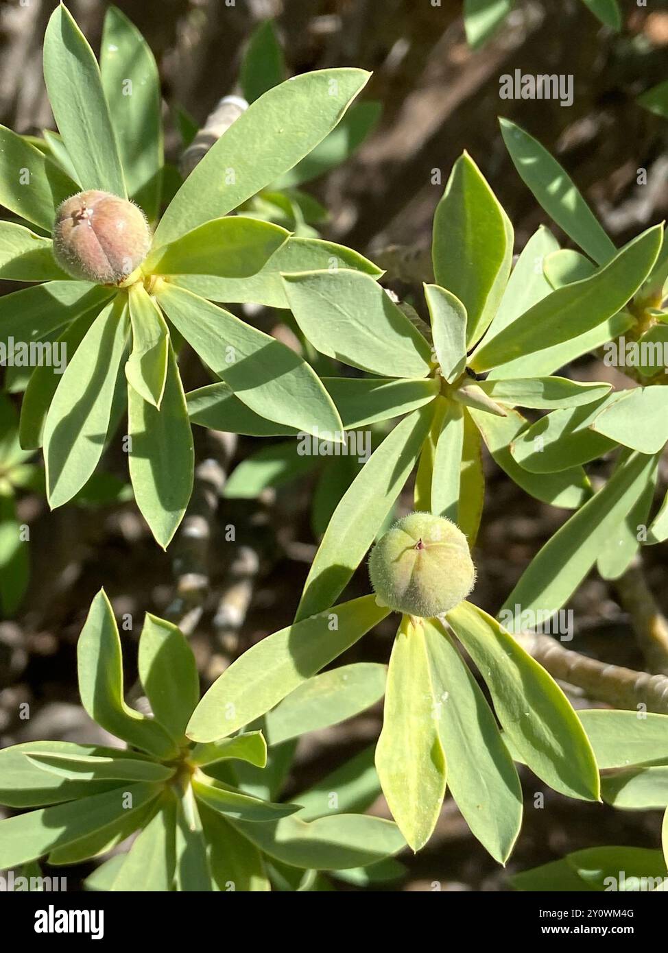 balsam spurge (Euphorbia balsamifera) Plantae Stock Photo - Alamy