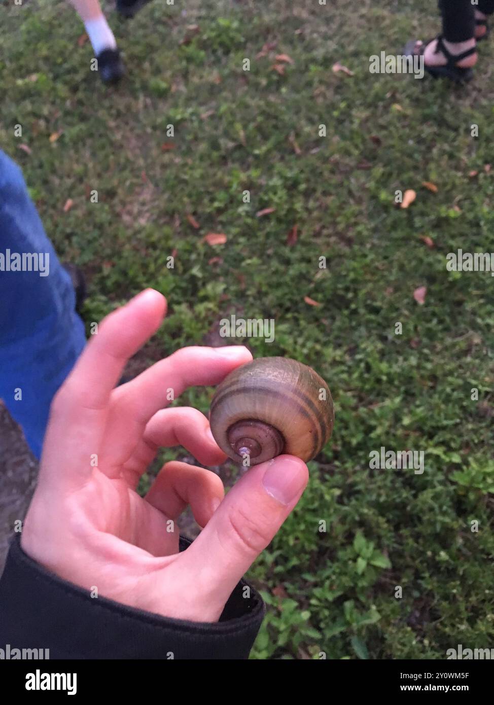 Island Apple Snail (Pomacea maculata) Mollusca Stock Photo - Alamy