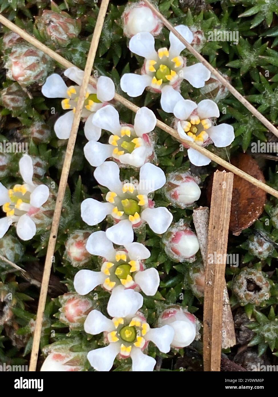 Sandhill Pyxiemoss (Pyxidanthera brevifolia) Plantae Stock Photo - Alamy
