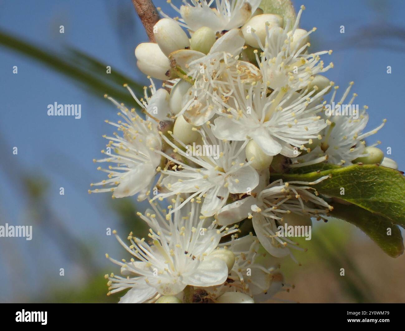 sapphire-berry (Symplocos paniculata) Plantae Stock Photo - Alamy