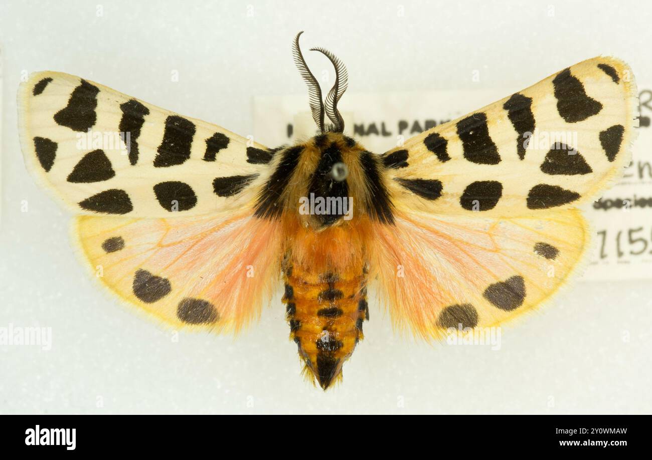 (Apantesis incorrupta) Insecta Stock Photo - Alamy