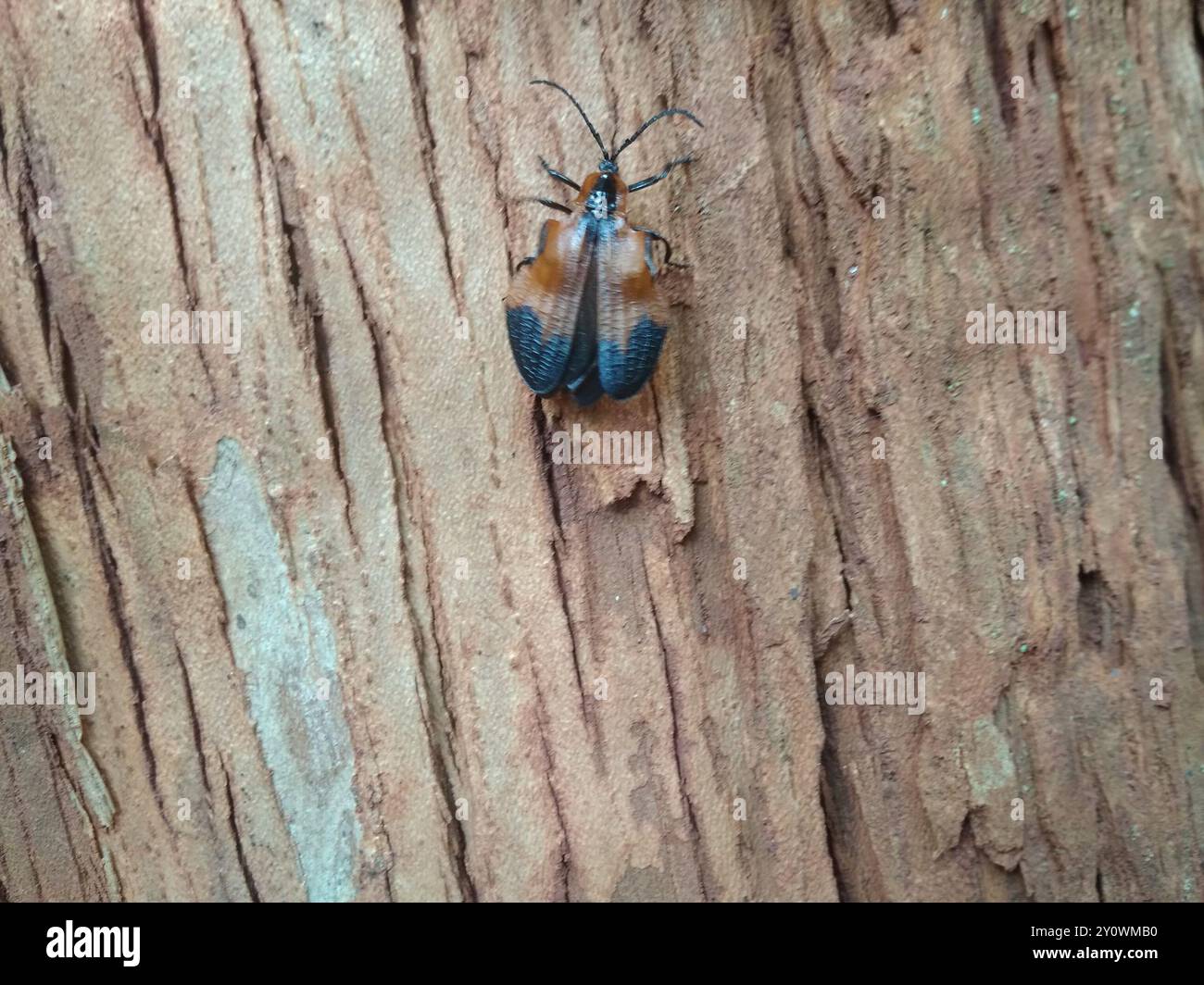Cheeky Netwing Beetle (Lycus melanurus) Insecta Stock Photo - Alamy