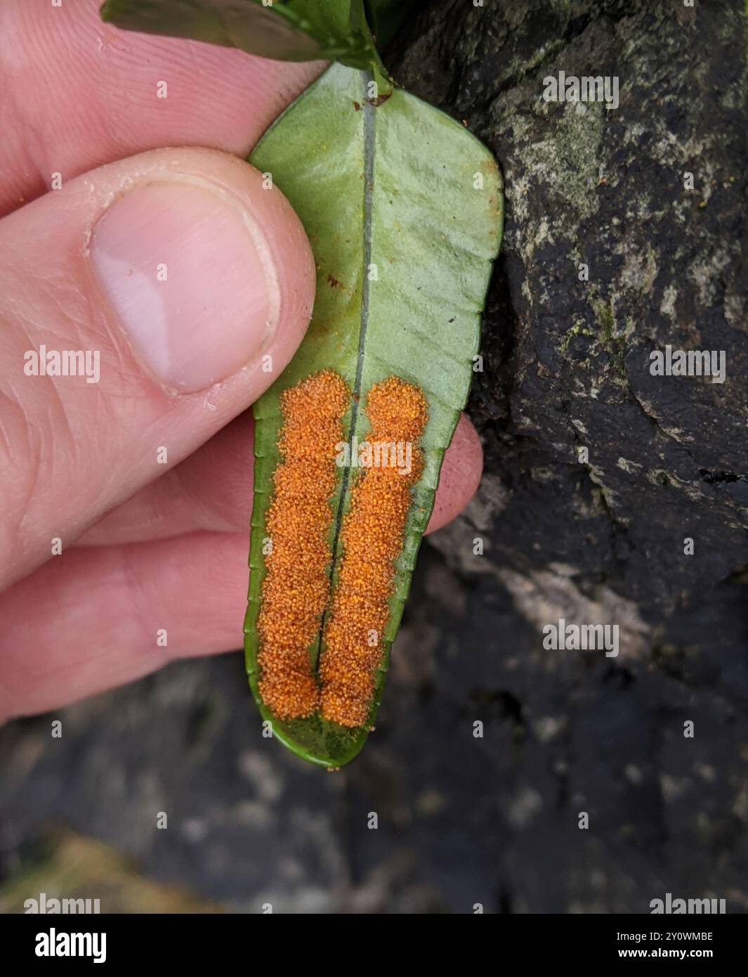 leathery polypody (Polypodium scouleri) Plantae Stock Photo - Alamy