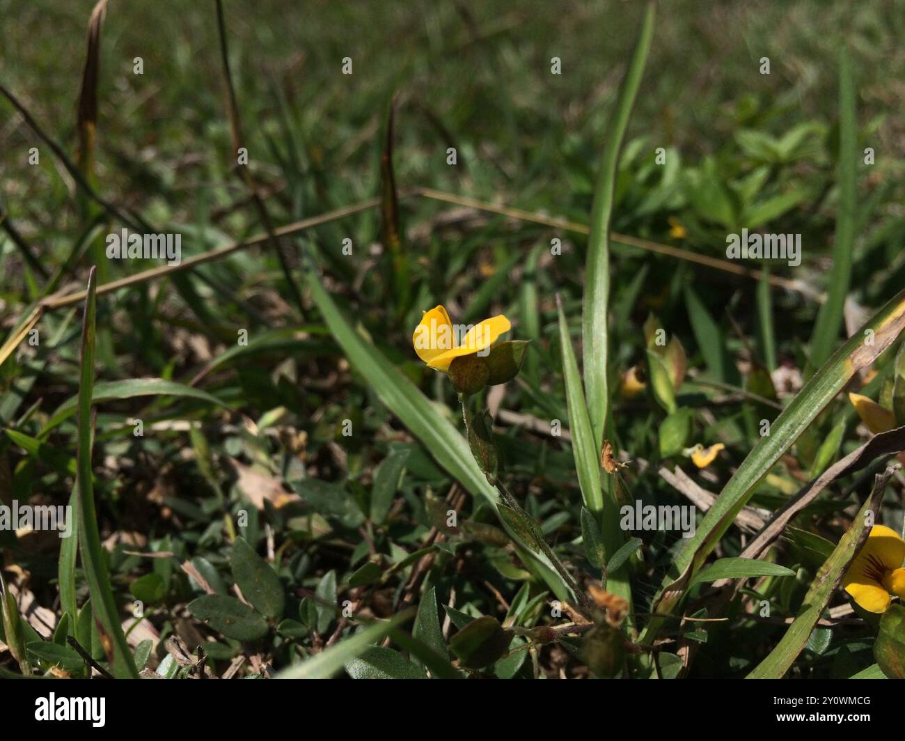 Caterpillar Beans (Zornia) Plantae Stock Photo - Alamy