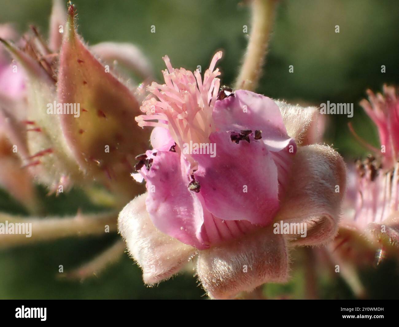 small-leaf bramble (Rubus parvifolius) Plantae Stock Photo - Alamy