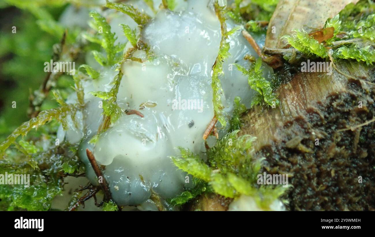 Crystal brain fungi hi-res stock photography and images - Alamy