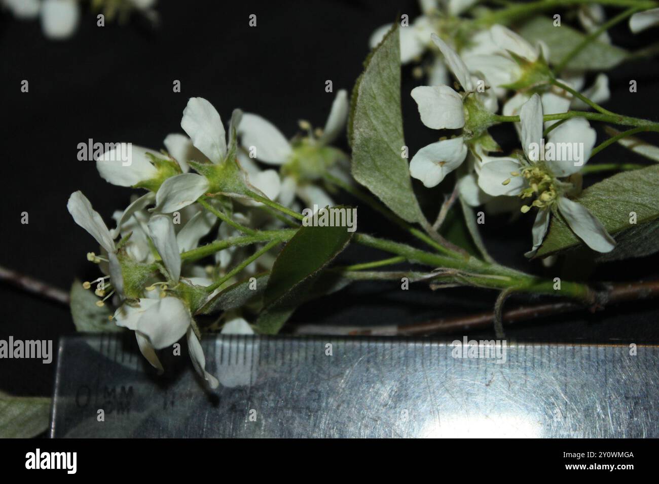 Running Serviceberry (Amelanchier stolonifera) Plantae Stock Photo - Alamy