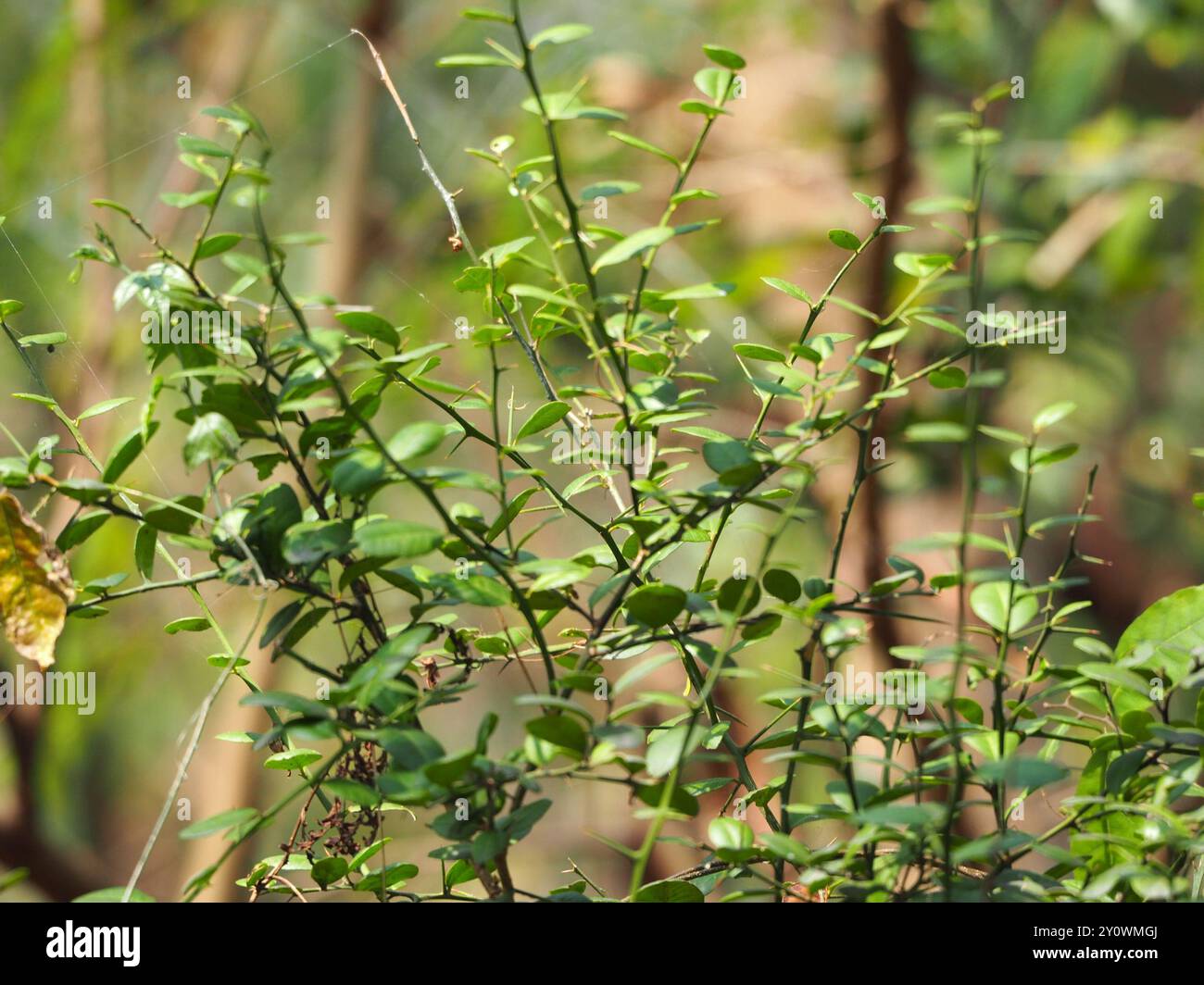 Chinese box-orange (Atalantia buxifolia) Plantae Stock Photo - Alamy