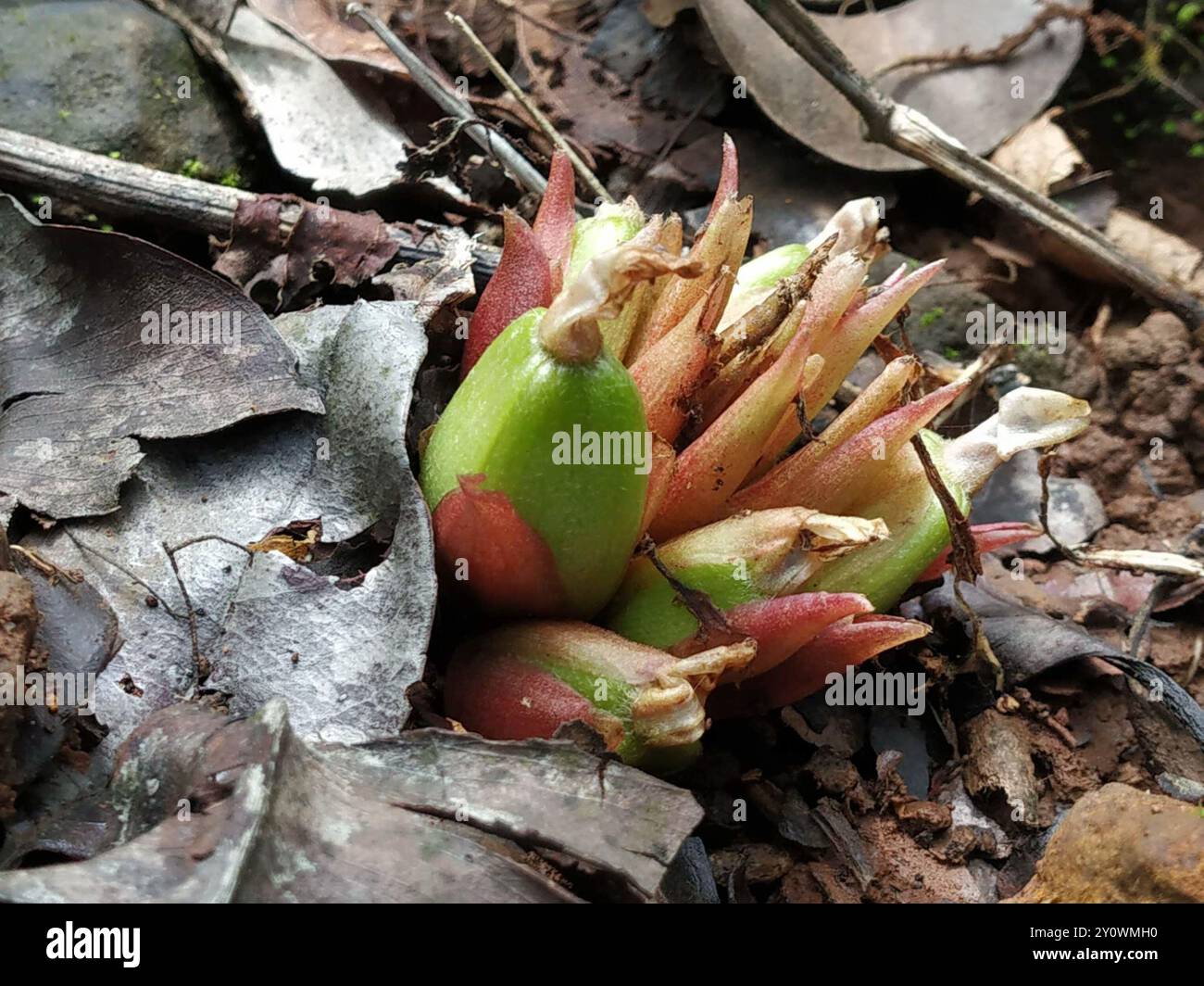 (Zingiber roseum) Plantae Stock Photo - Alamy