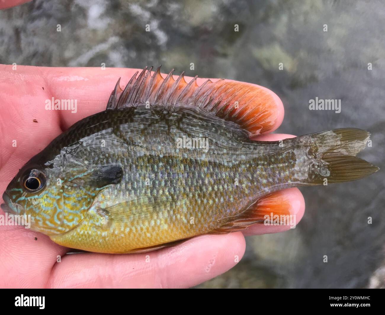 Longear Sunfish Complex (Lepomis megalotis) Actinopterygii Stock Photo ...