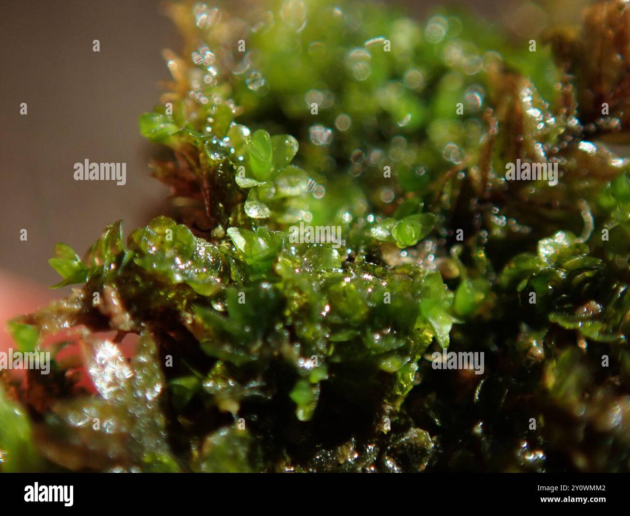 Dwarf Flapwort (Jungermannia pumila) Plantae Stock Photo - Alamy