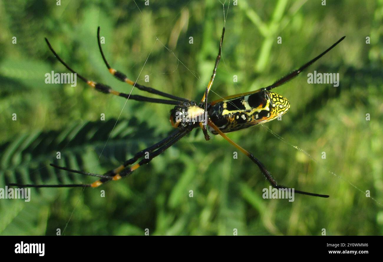 banded-legged golden orb-web spider (Trichonephila senegalensis ...