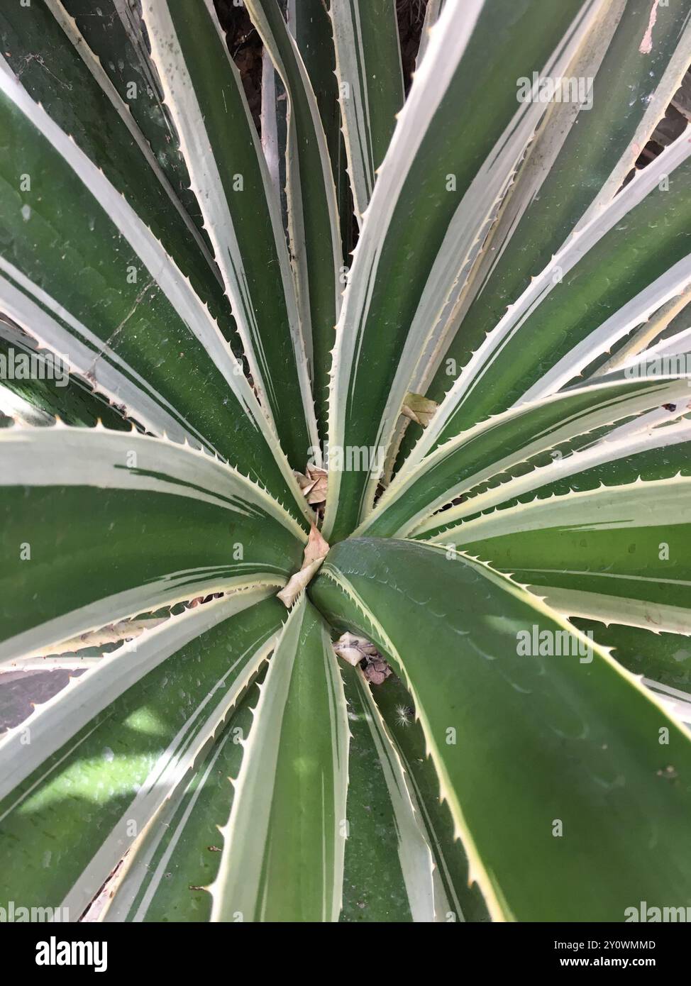 Caribbean Agave (Agave angustifolia) Plantae Stock Photo - Alamy