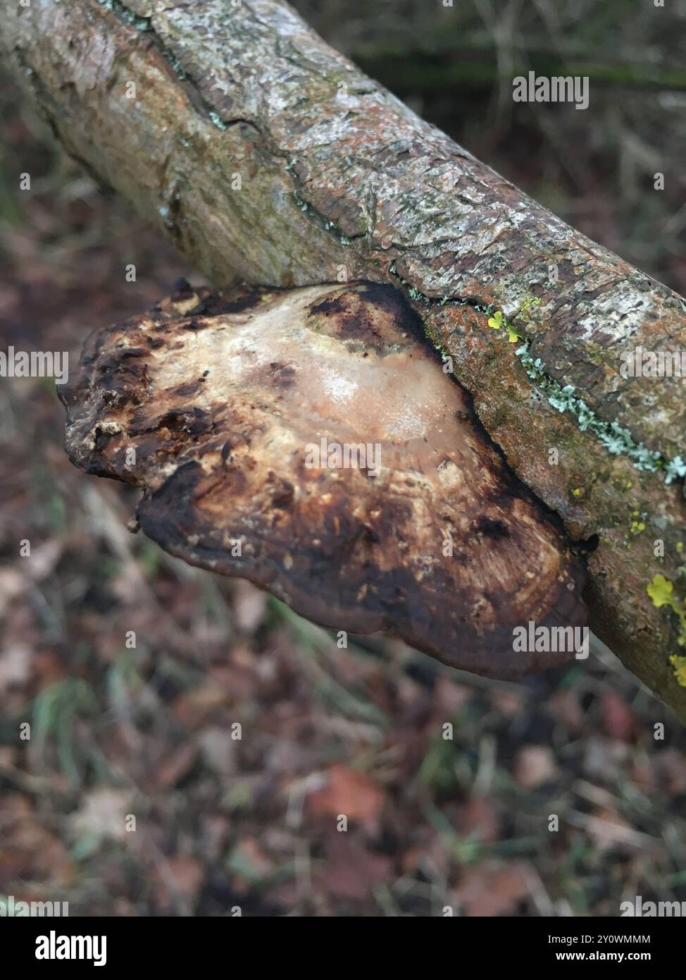Thin-walled Maze Polypore (Daedaleopsis confragosa) Fungi Stock Photo - Alamy