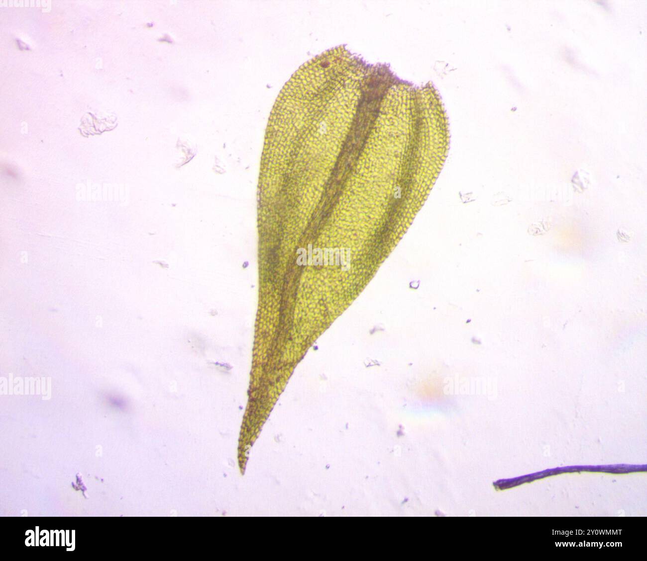 tangled thread moss (Hygroamblystegium varium) Plantae Stock Photo - Alamy