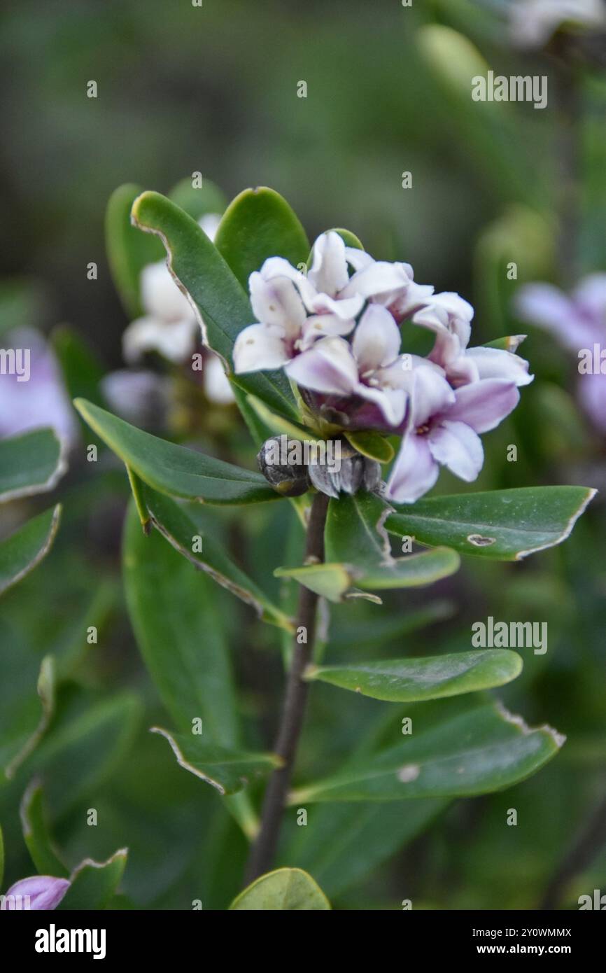 (Daphne sericea) Plantae Stock Photo - Alamy