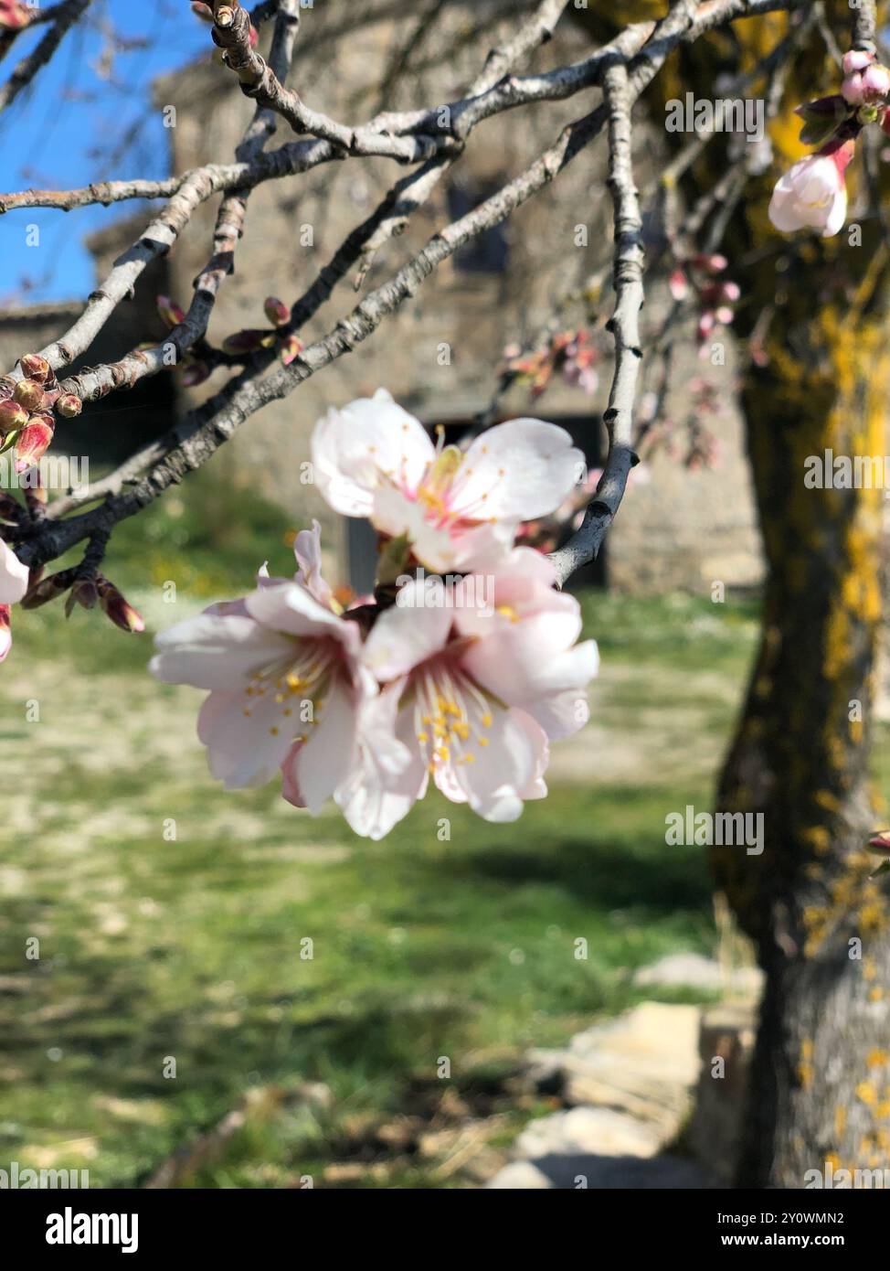 Almond (Prunus amygdalus) Plantae Stock Photo - Alamy