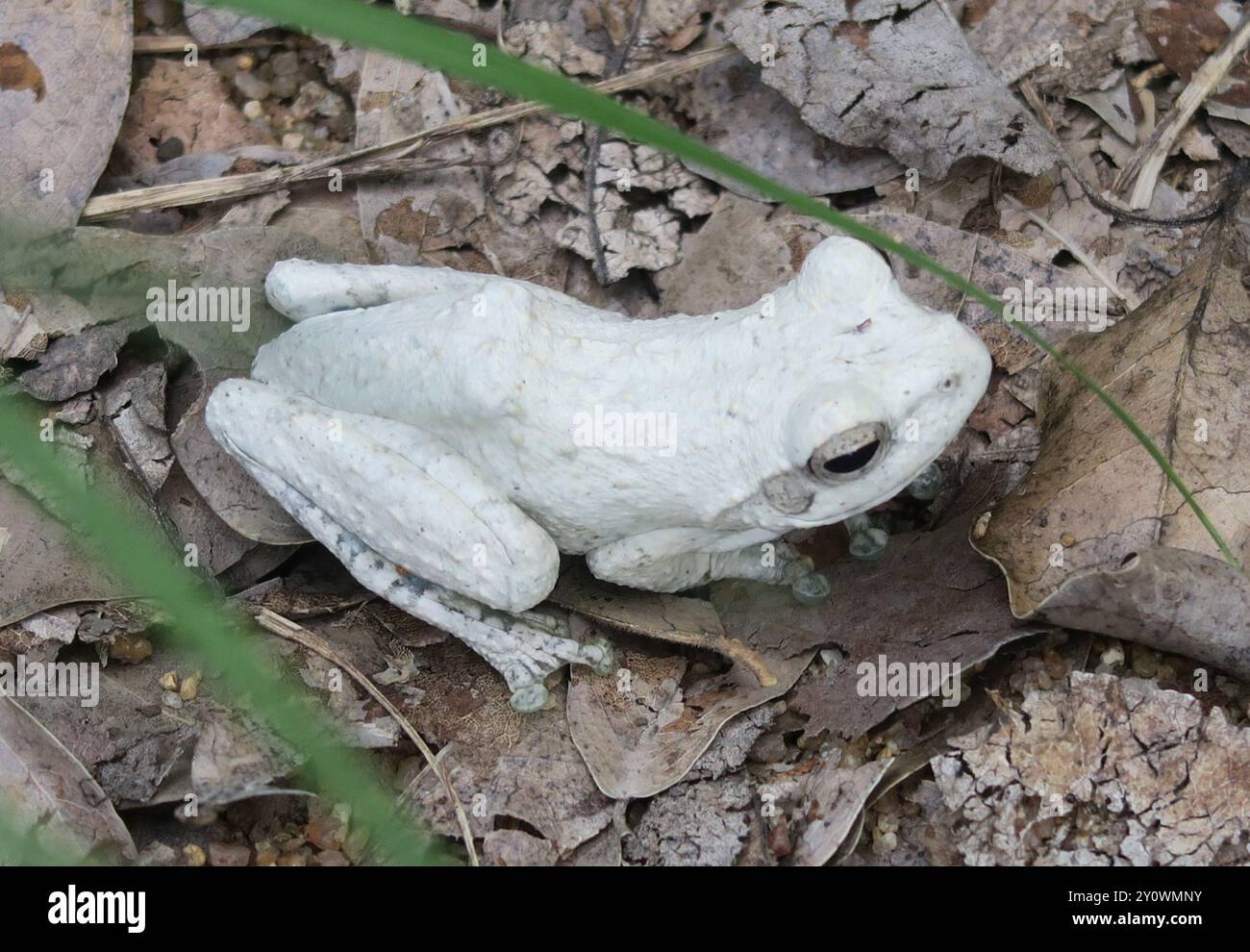 Grey Foam-nest Tree Frog (Chiromantis xerampelina) Amphibia Stock Photo - Alamy