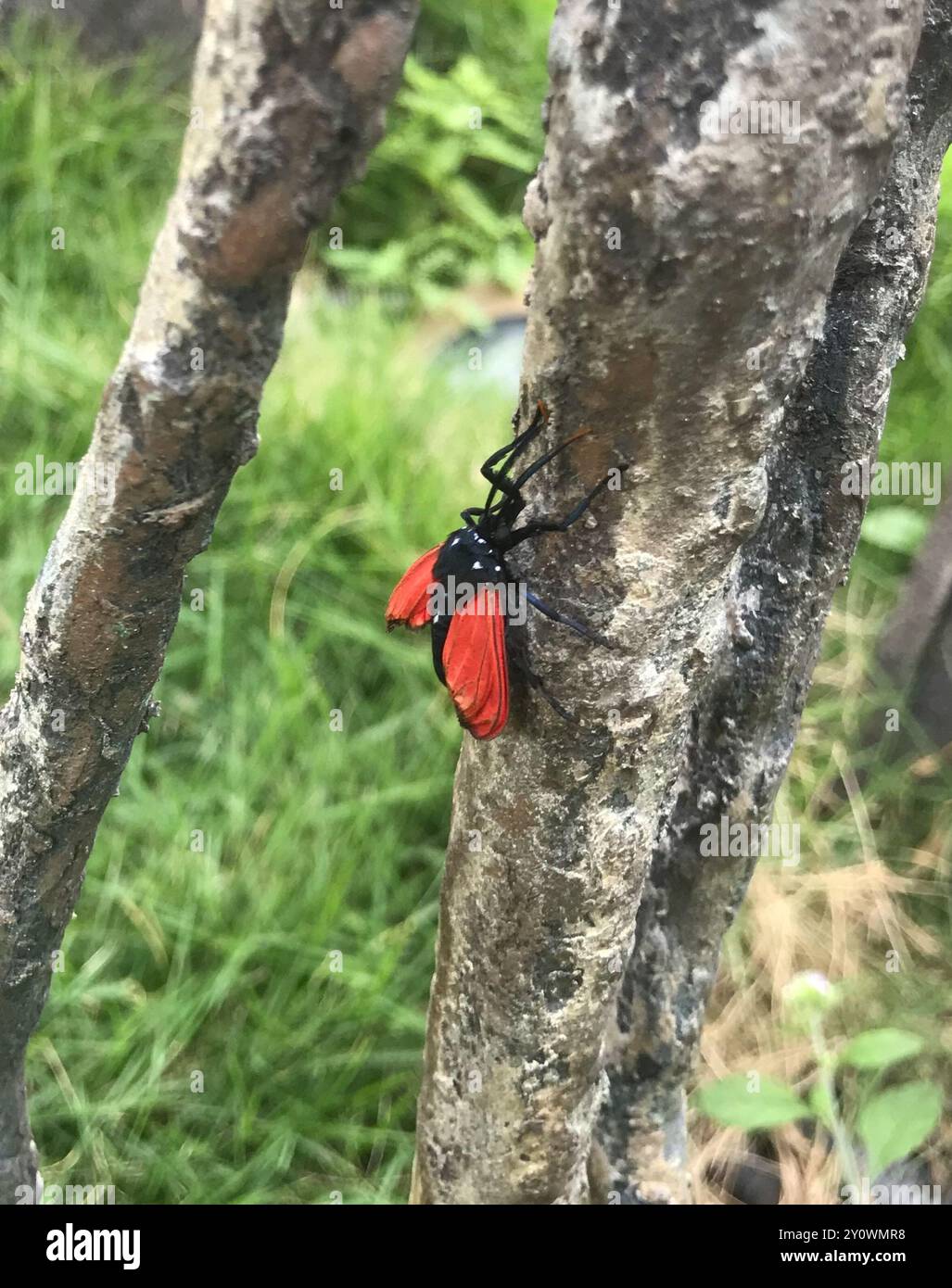 Spotted Oleander Moth (Empyreuma pugione) Insecta Stock Photo - Alamy