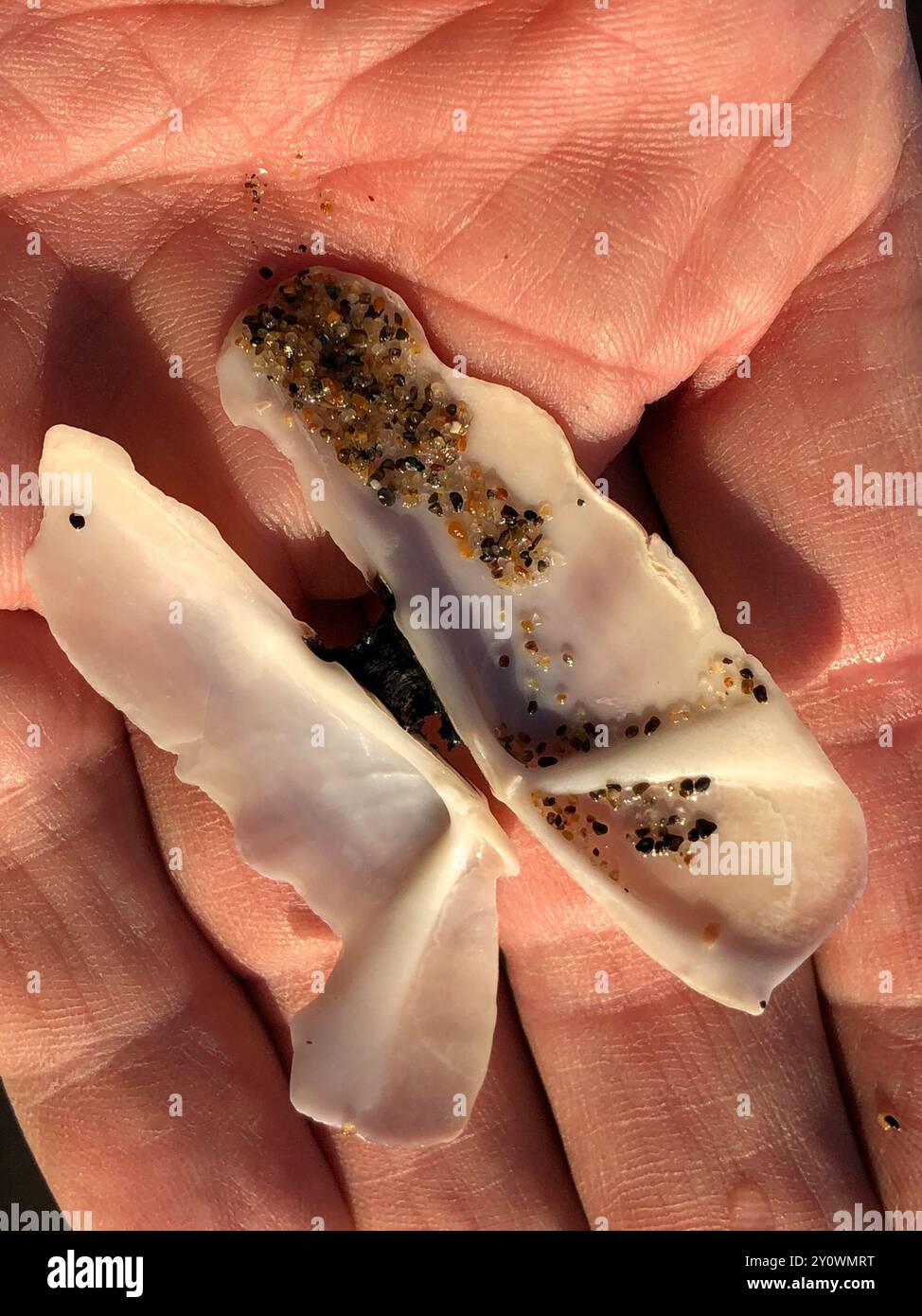 Pacific Razor Clam (Siliqua patula) Mollusca Stock Photo - Alamy