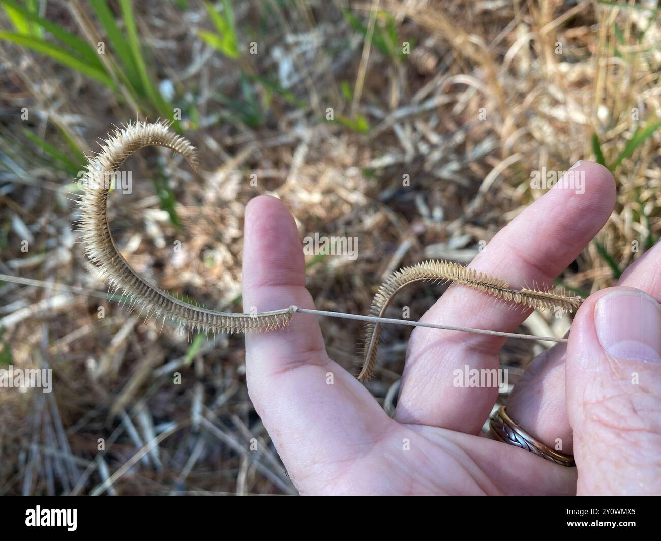 Toothache grass (Ctenium aromaticum) Plantae Stock Photo - Alamy