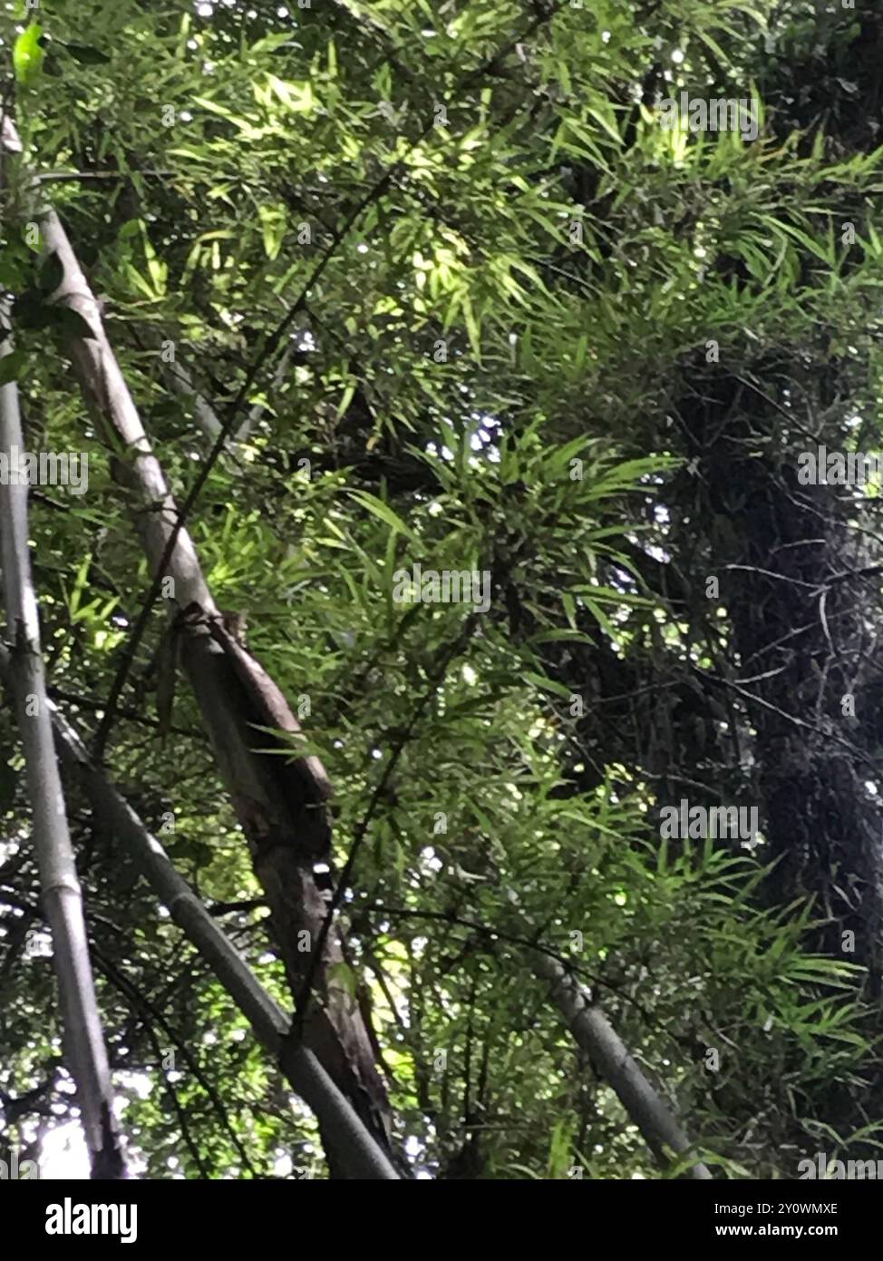 (Guadua trinii) Plantae Stock Photo - Alamy