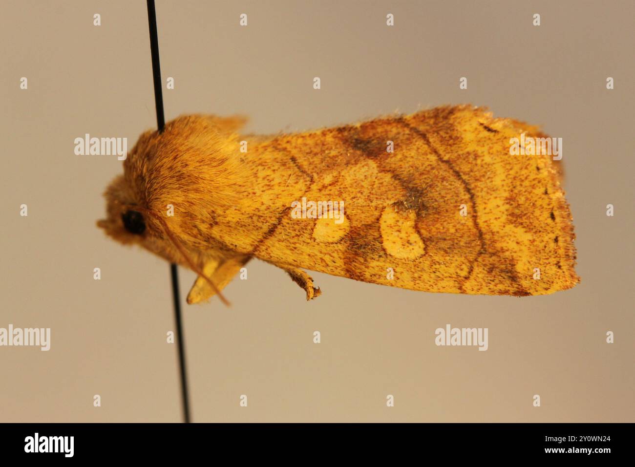 Aspen Twoleaf Tier Moth (Enargia decolor) Insecta Stock Photo - Alamy