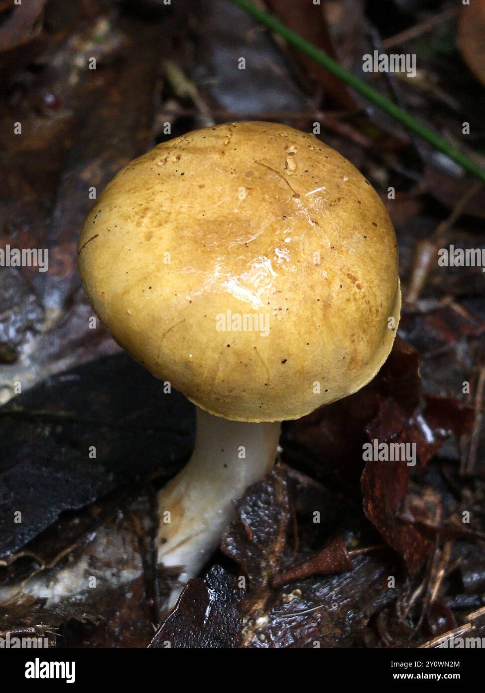 boletes (Boletaceae) Fungi Stock Photo - Alamy