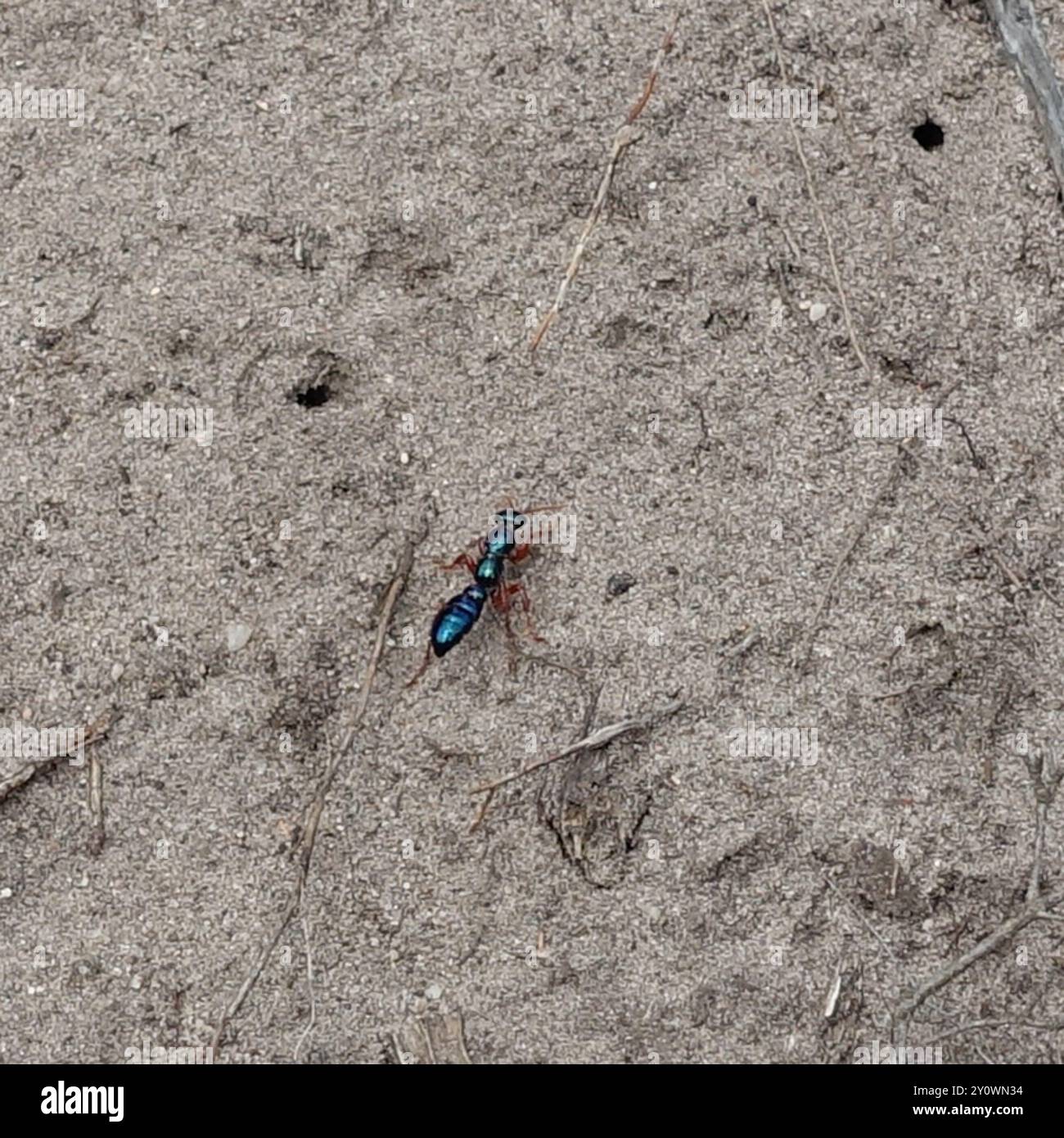 Blue Ant (Diamma bicolor) Insecta Stock Photo - Alamy