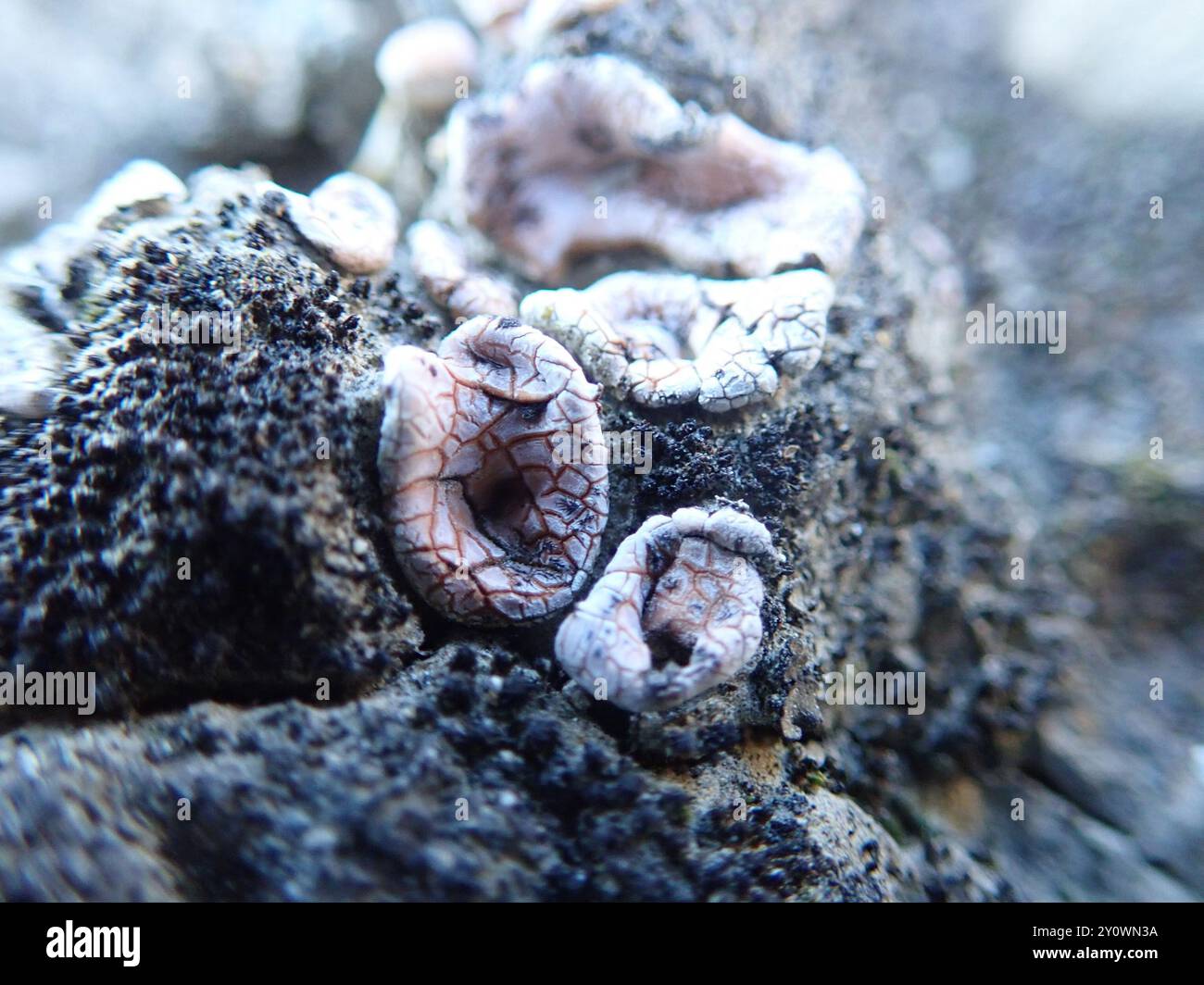 Blushing Scale (Psora decipiens) Fungi Stock Photo - Alamy