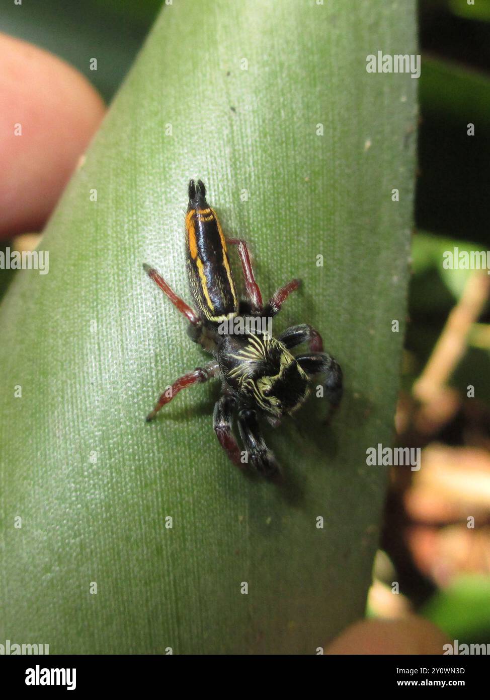 (Druzia flavostriata) Arachnida Stock Photo - Alamy