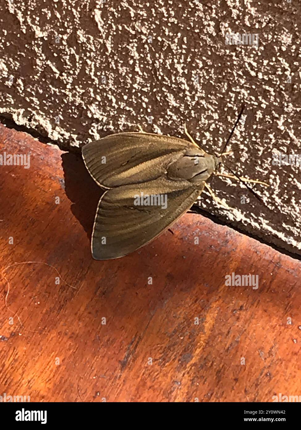 Palm Moth (Paysandisia archon) Insecta Stock Photo - Alamy