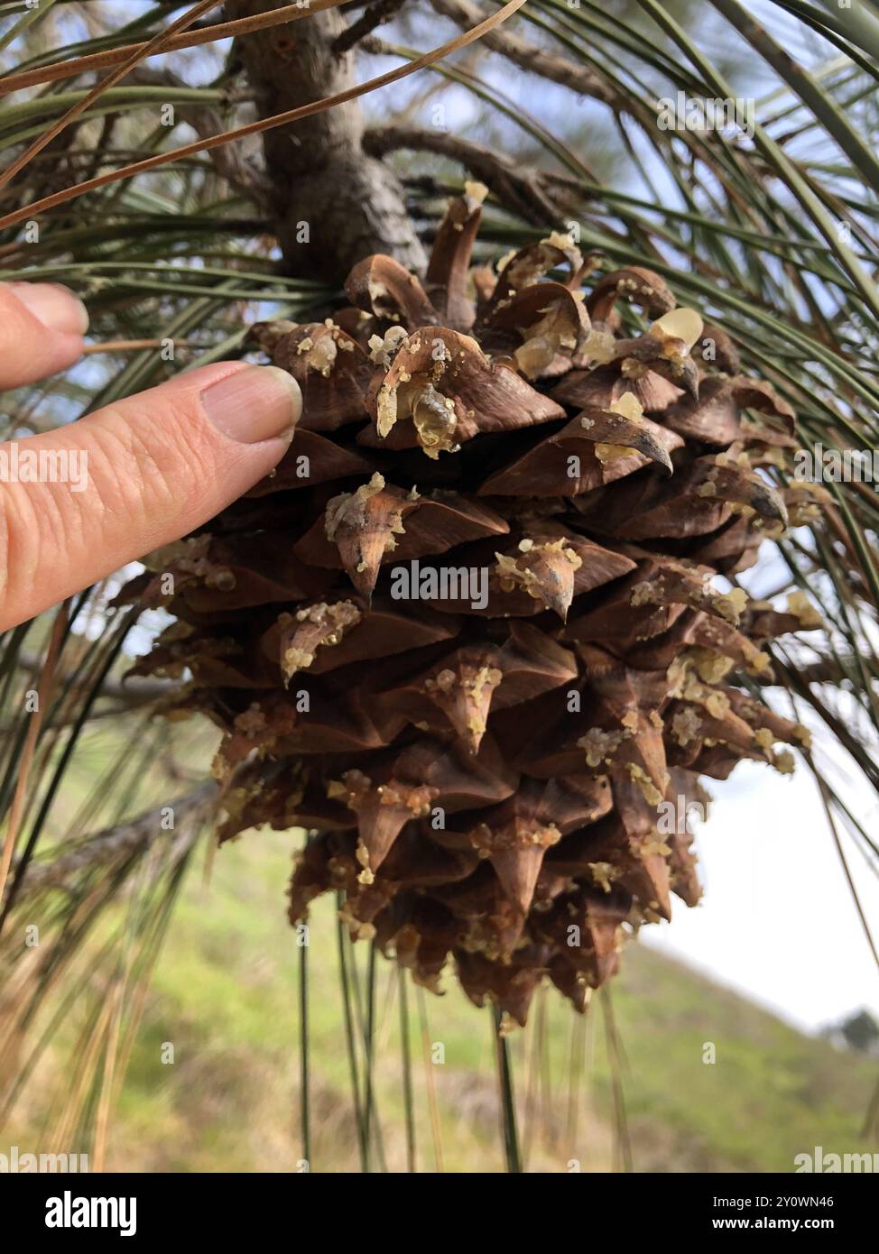 gray pine (Pinus sabiniana) Plantae Stock Photo - Alamy