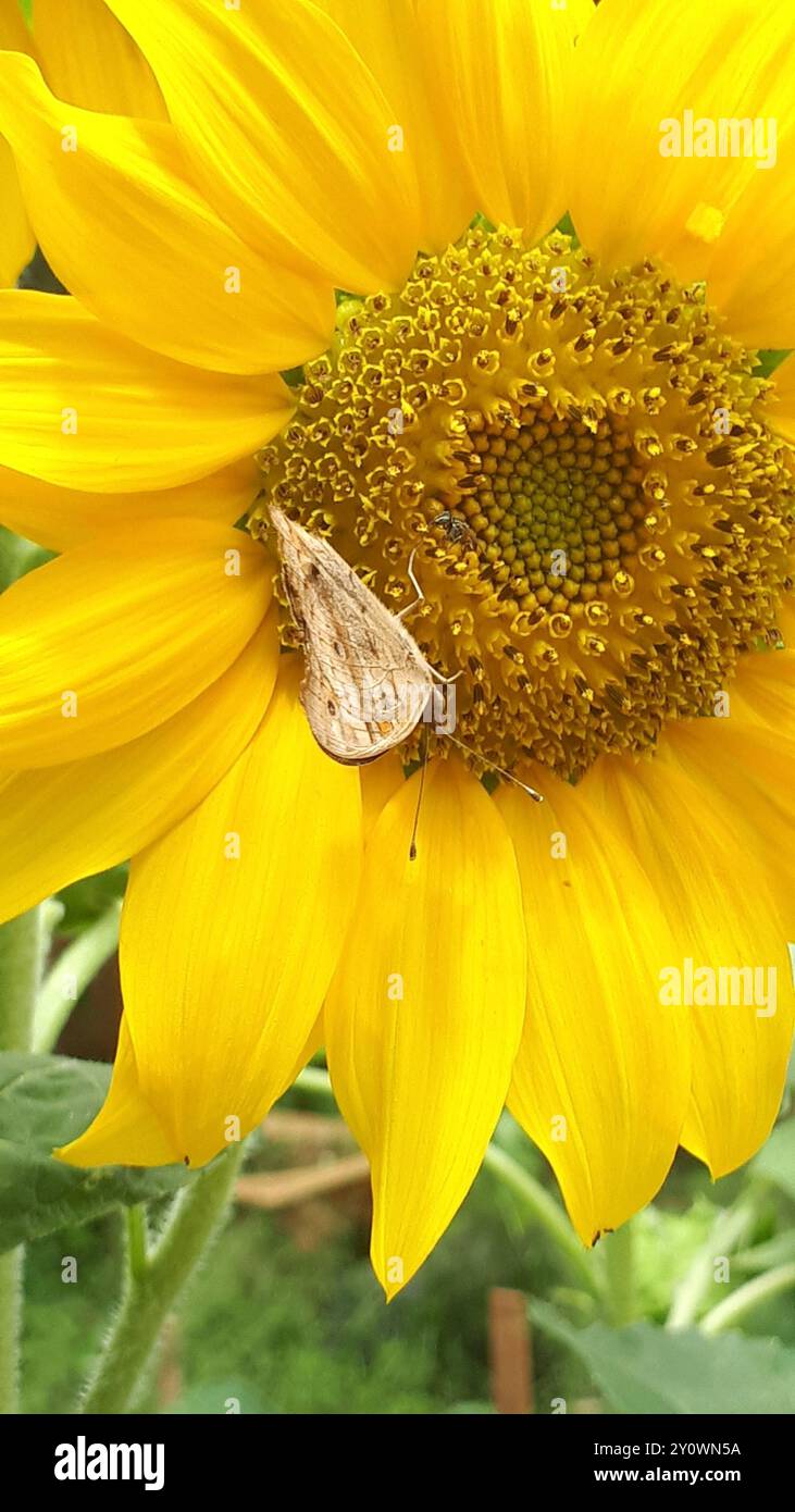 South American Tropical Buckeye (Junonia evarete) Insecta Stock Photo ...
