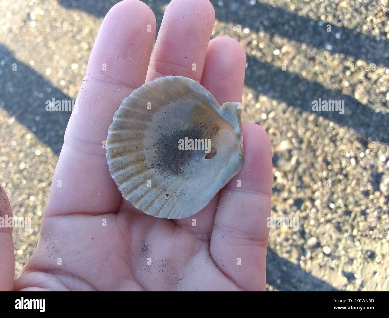 Atlantic Bay Scallop (Argopecten irradians) Mollusca Stock Photo - Alamy