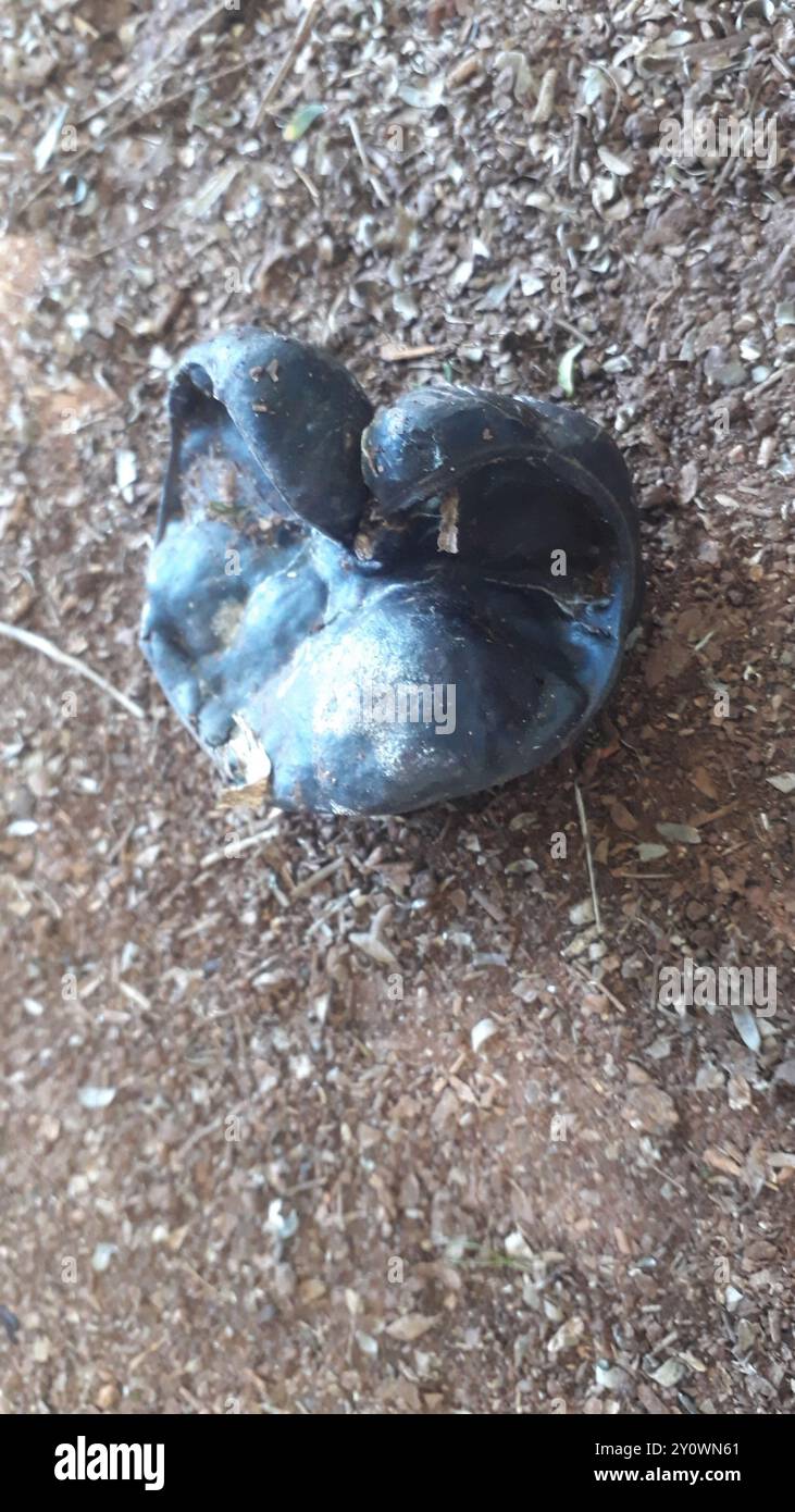 Pacara Earpod Tree (Enterolobium contortisiliquum) Plantae Stock Photo ...