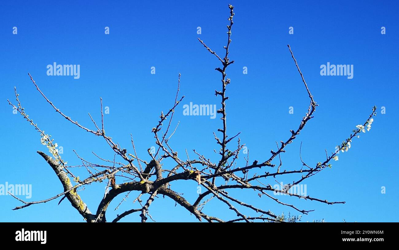 Old World Plums (Prunus) Plantae Stock Photo - Alamy