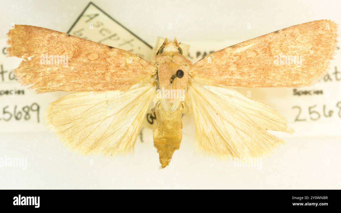 Cutworms and Dart Moths (Noctuinae) Insecta Stock Photo - Alamy