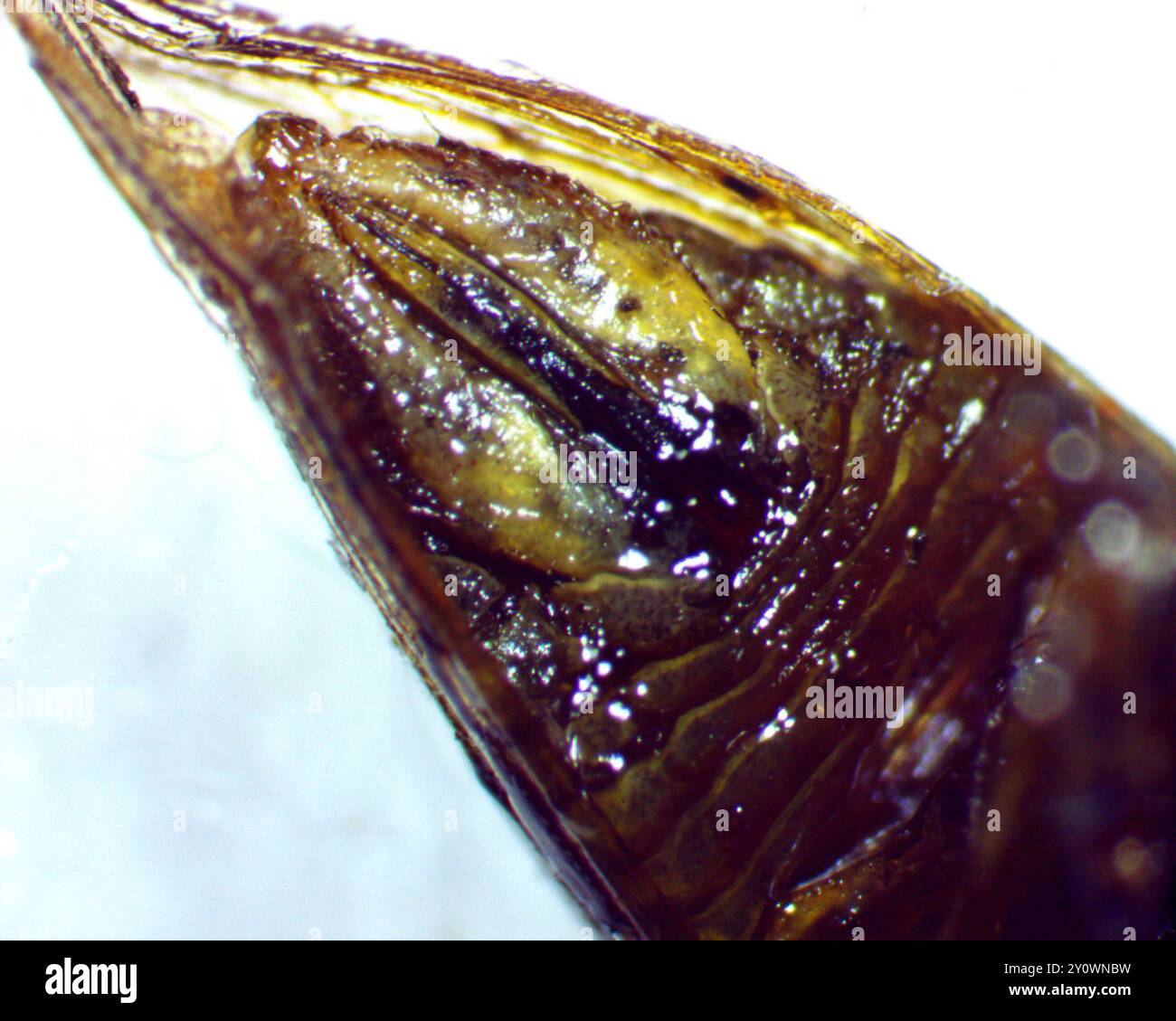 Oak Treehopper (Platycotis vittata) Insecta Stock Photo - Alamy