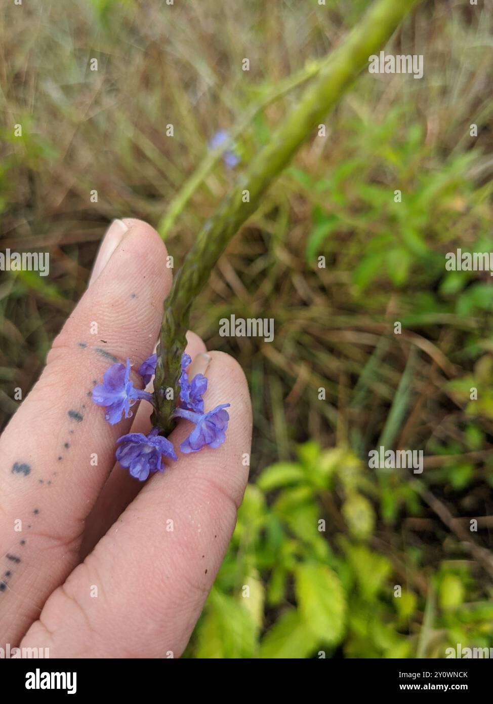 Blue Porterweed (Stachytarpheta jamaicensis) Plantae Stock Photo - Alamy