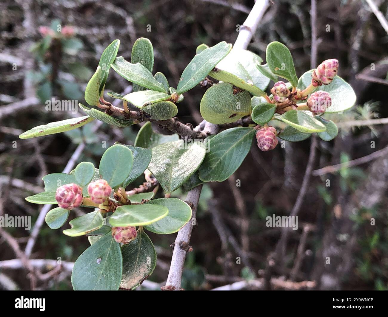 Buckbrush (Ceanothus cuneatus) Plantae Stock Photo - Alamy