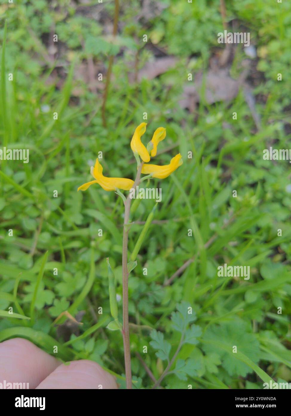 golden corydalis (Corydalis aurea) Plantae Stock Photo - Alamy