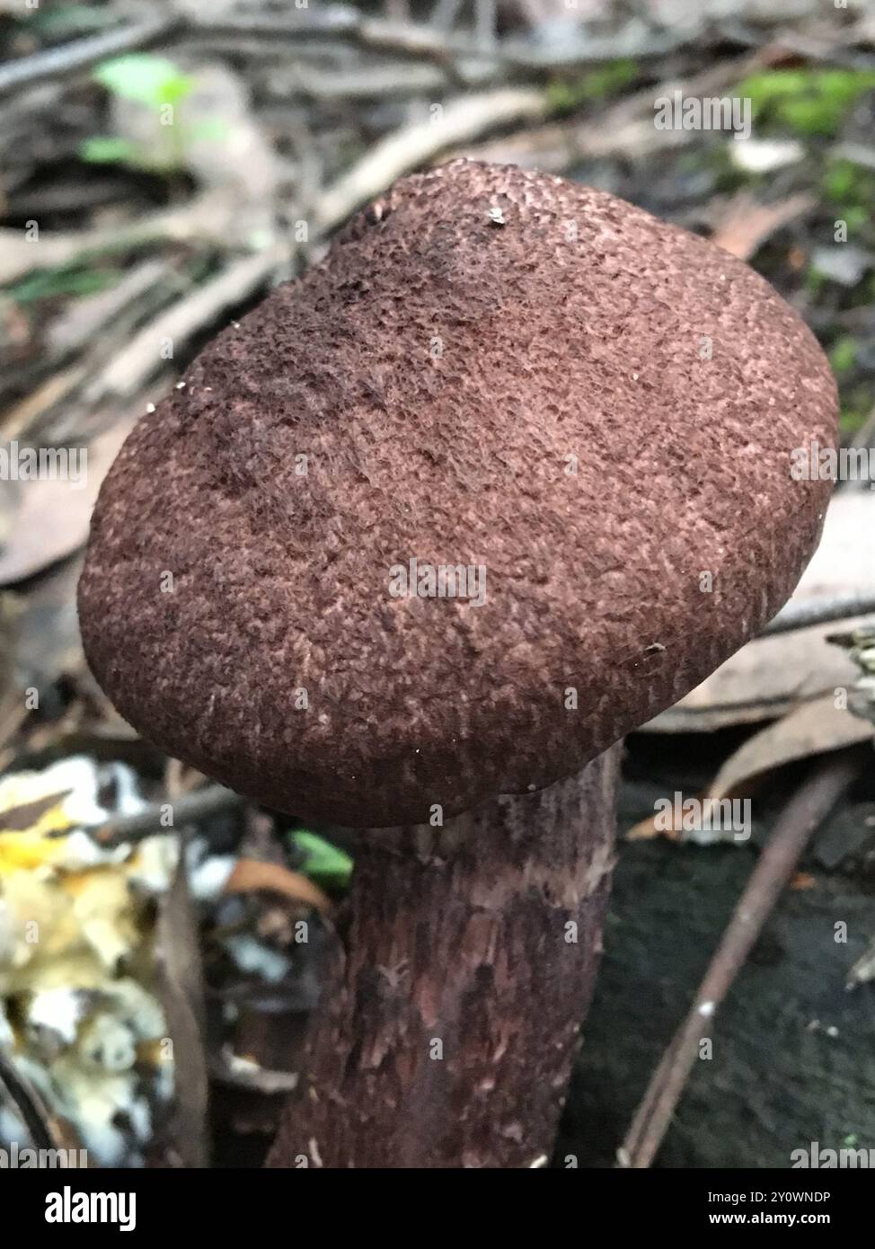 boletes (Boletaceae) Fungi Stock Photo - Alamy