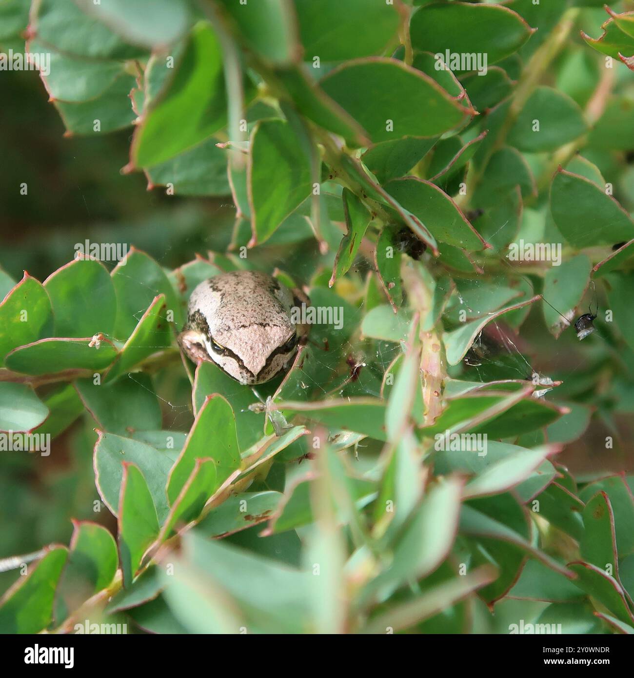 Brown Tree Frog (Litoria ewingii) Amphibia Stock Photo - Alamy