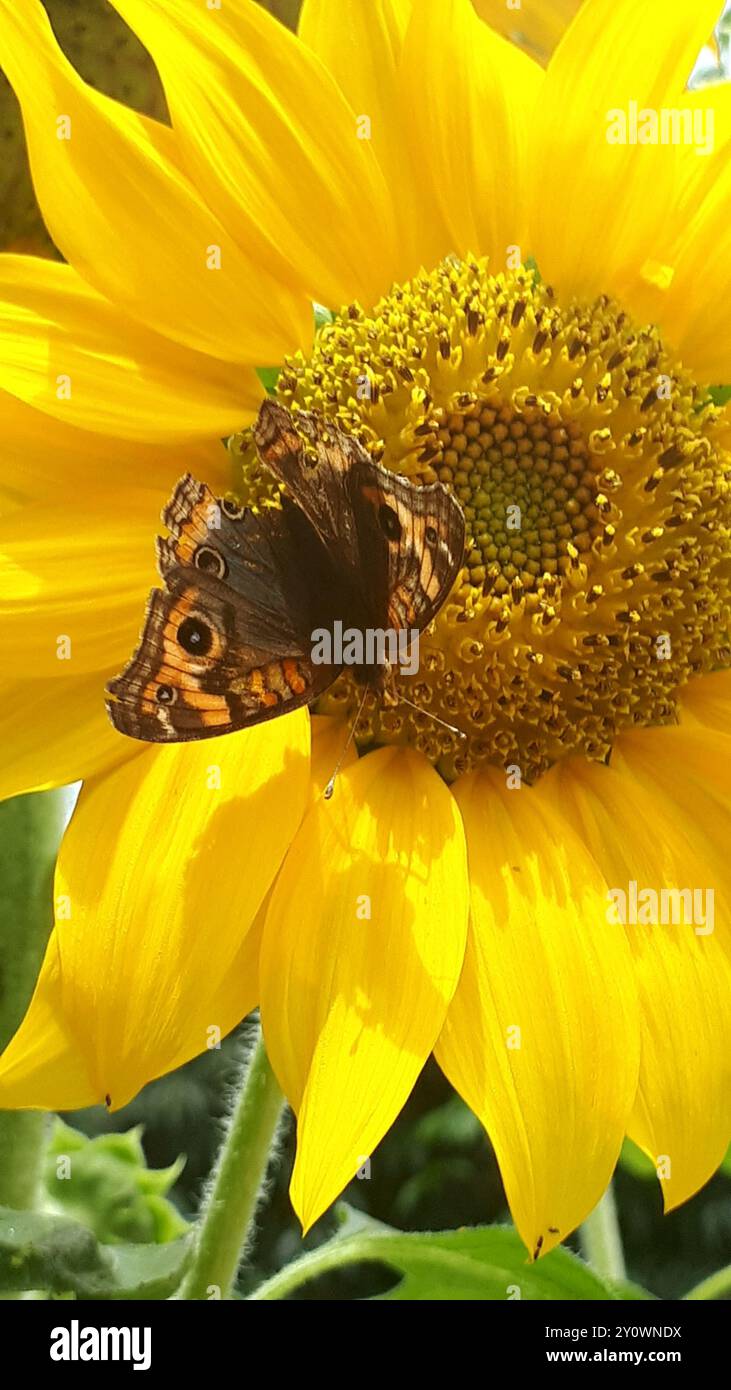 South American Tropical Buckeye (Junonia evarete) Insecta Stock Photo ...
