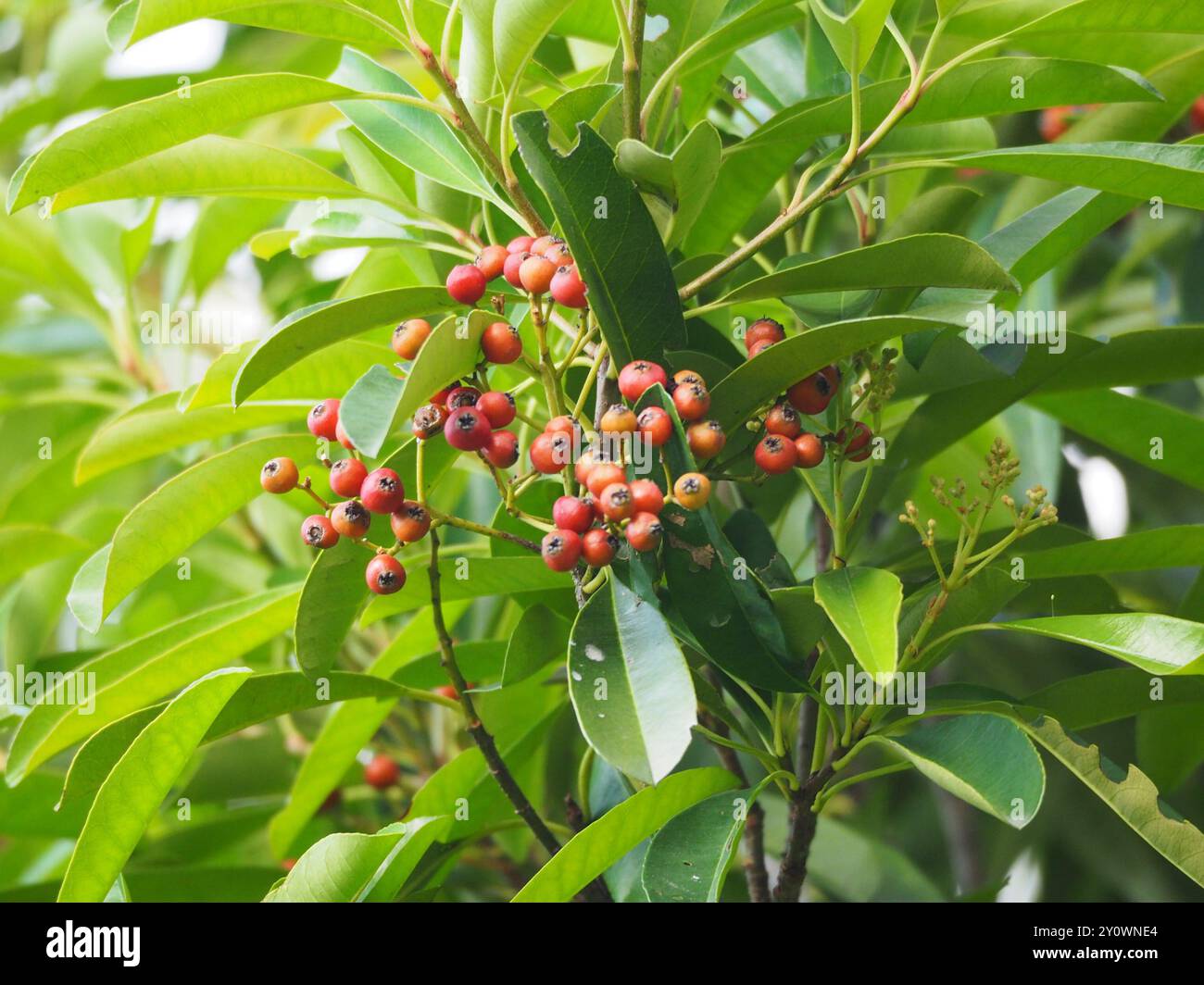 Chinese Photinia (Photinia serratifolia) Plantae Stock Photo - Alamy