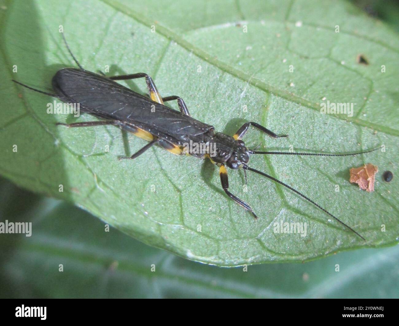 Stoneflies (Plecoptera) Insecta Stock Photo - Alamy