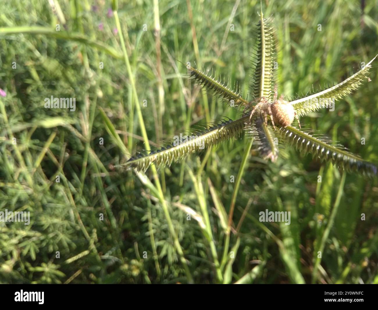 Spiky Field Spider (Pararaneus cyrtoscapus) Arachnida Stock Photo - Alamy