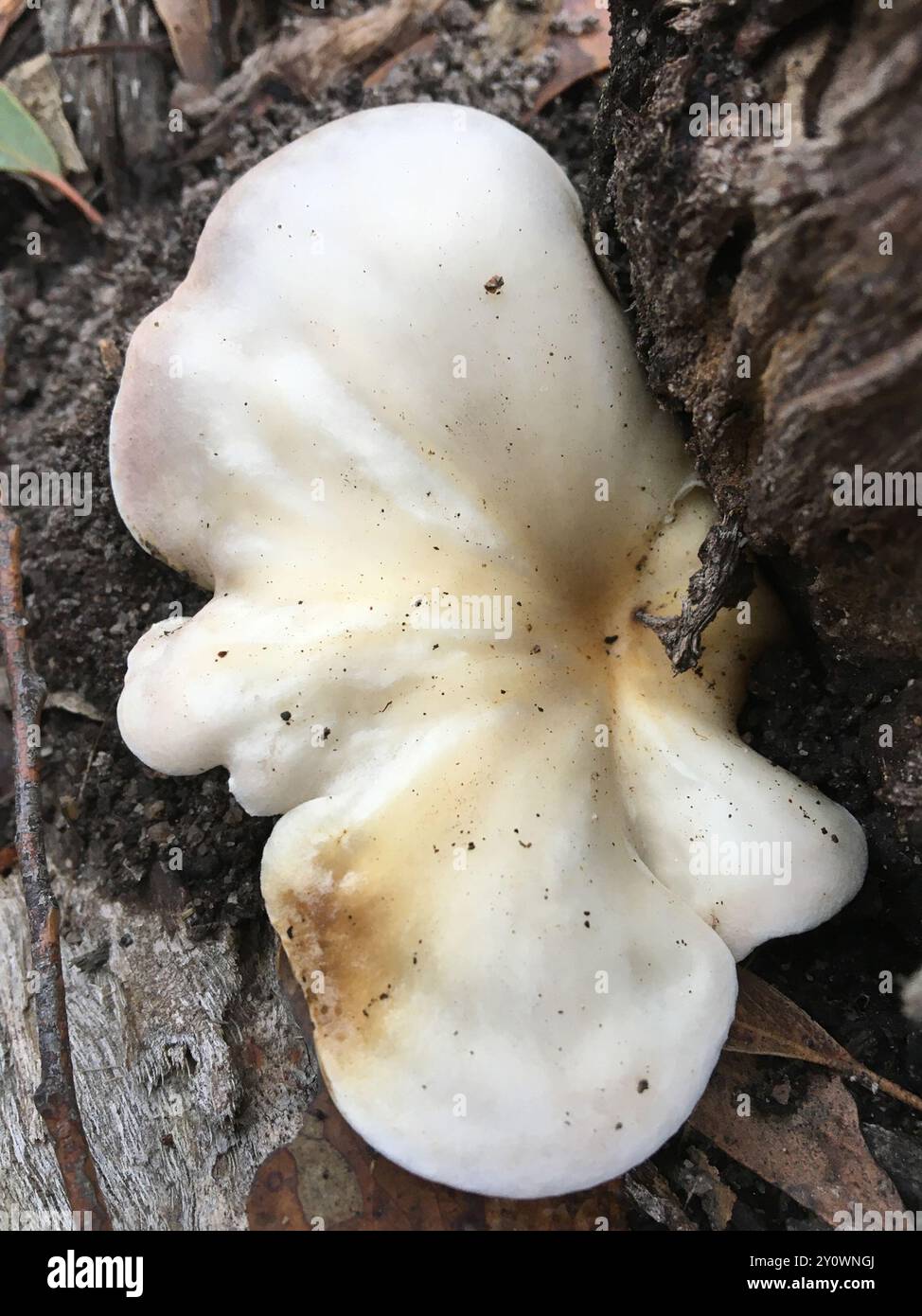 ghost fungus (Omphalotus nidiformis) Fungi Stock Photo - Alamy