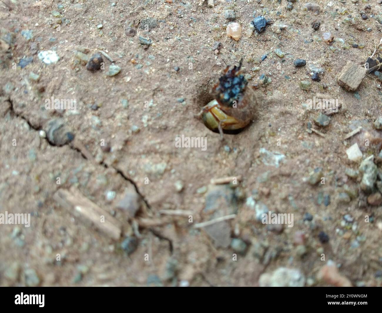 Monster Tiger Beetles (Manticora) Insecta Stock Photo - Alamy